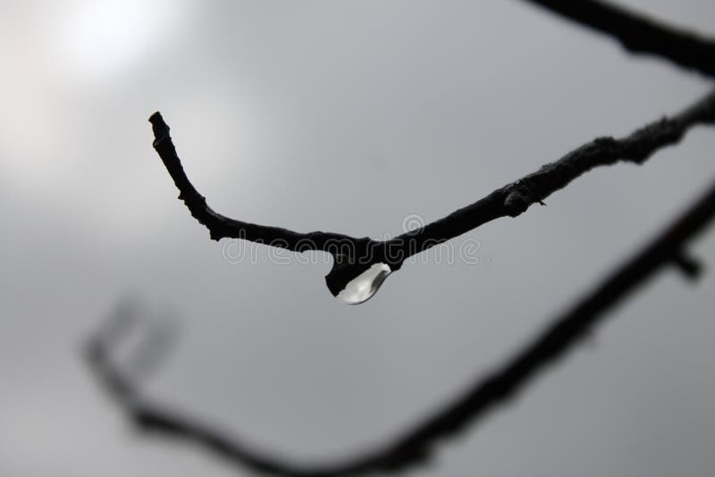 Rain drop stock image. Image of rain, branch, drop, tree - 109564291