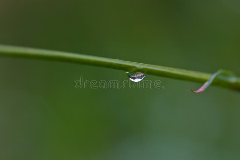 Single drop of water stock image. Image of rain, drop - 39615721