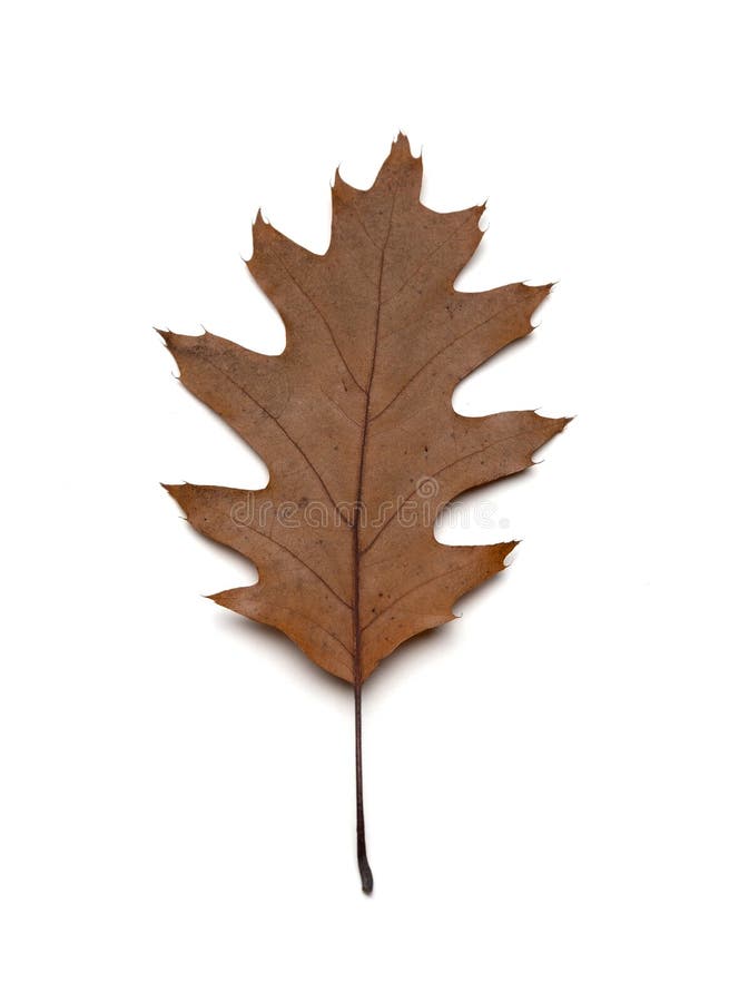 Single Dry Autumn Fallen Oak Leaf Isolated on White Background Stock ...
