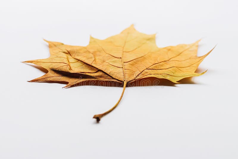 Single Dry Autumn Leaf on a White Background Stock Photo - Image of ...