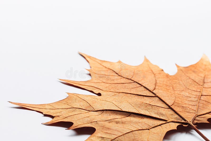 Single Dry Autumn Leaf on a White Background Stock Photo - Image of ...