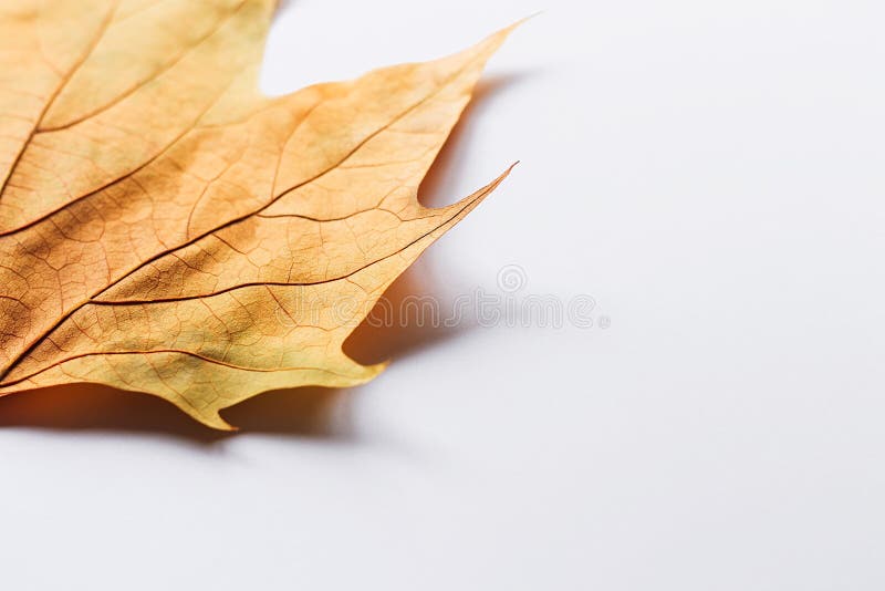Single Dry Autumn Leaf on a White Background Stock Image - Image of ...