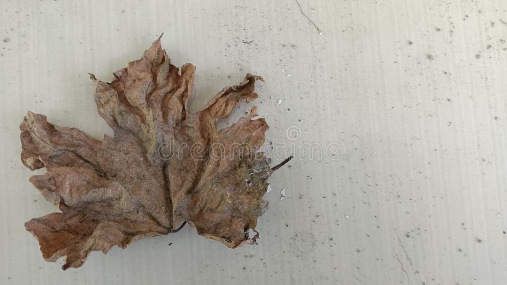 A Single, Dry, Brown Maple Leaf Lies on a Light Wood Surface Stock ...