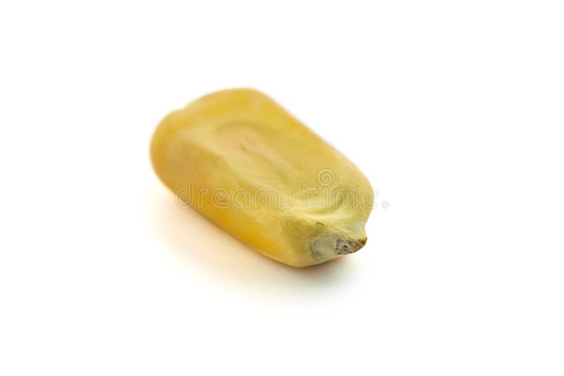 Single Dry Corn Seed on White Background Stock Photo - Image of nature ...