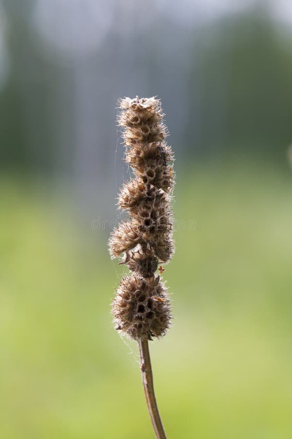 Dry grass dead wood stock image. Image of brown, field - 119832387