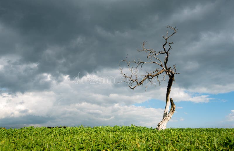 Single Dry Leafless Tree on the Grass Against Cloudy Sky Stock Image ...