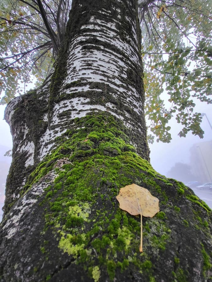 Single dry leef stock image. Image of terrain, wilderness - 292809951