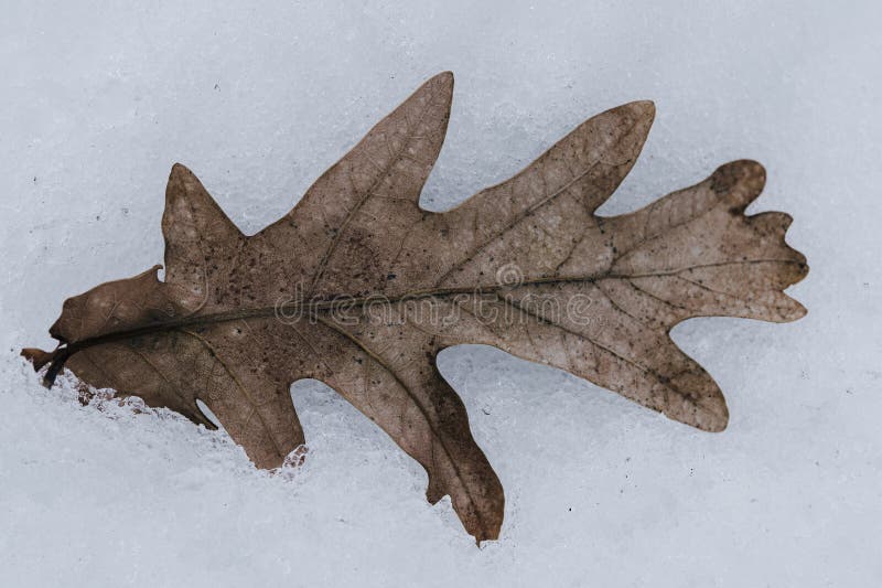 Single Dry Oak Leaf on Cold White Snow. Stock Image - Image of cold ...