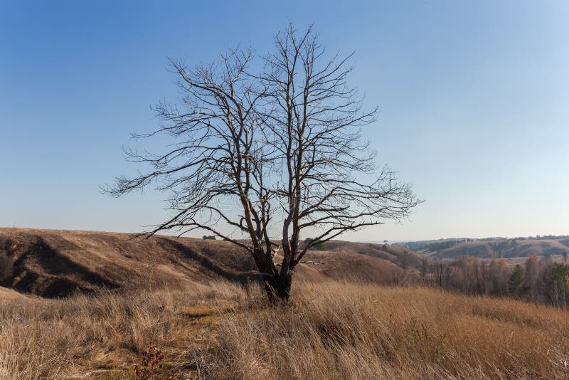 Dry Tree on Hilly Valley Slope Edge Against Clear Sky Stock Image ...