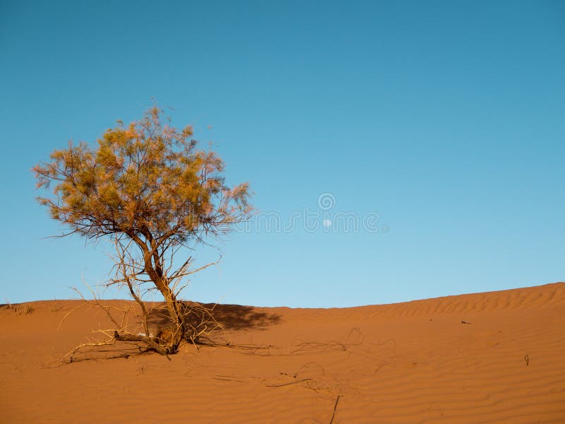 Single Dry Tree in the Desert Stock Image - Image of warming, plant ...
