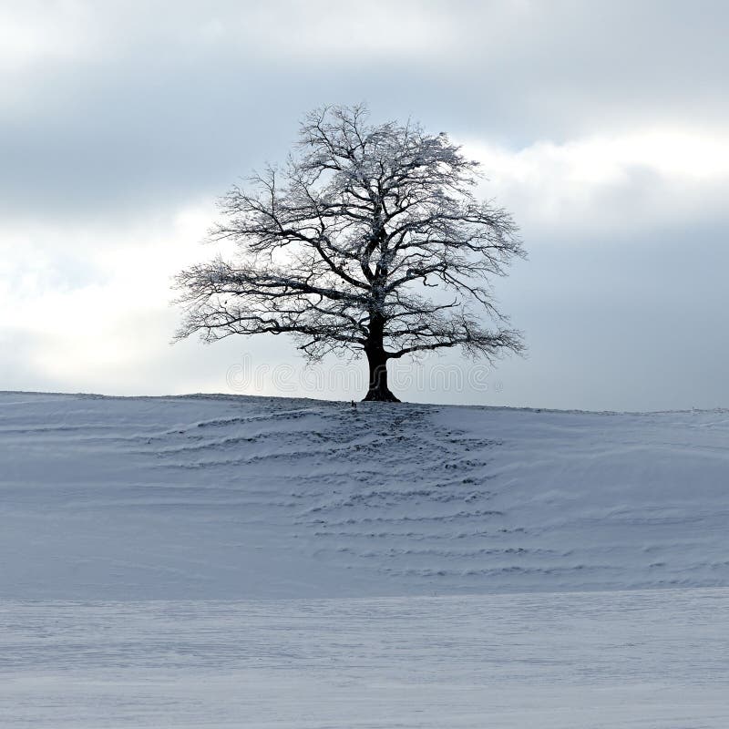 Single and Dry Tree on a Snowy Hill Stock Photo - Image of tree, winter ...