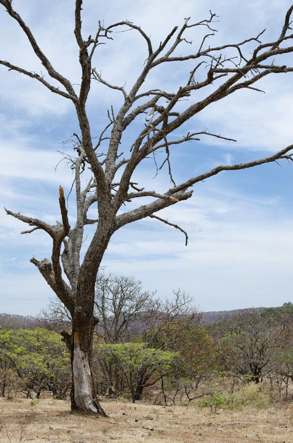 Single Dry Tree in the Woods Stock Photo - Image of scenic, lonely ...