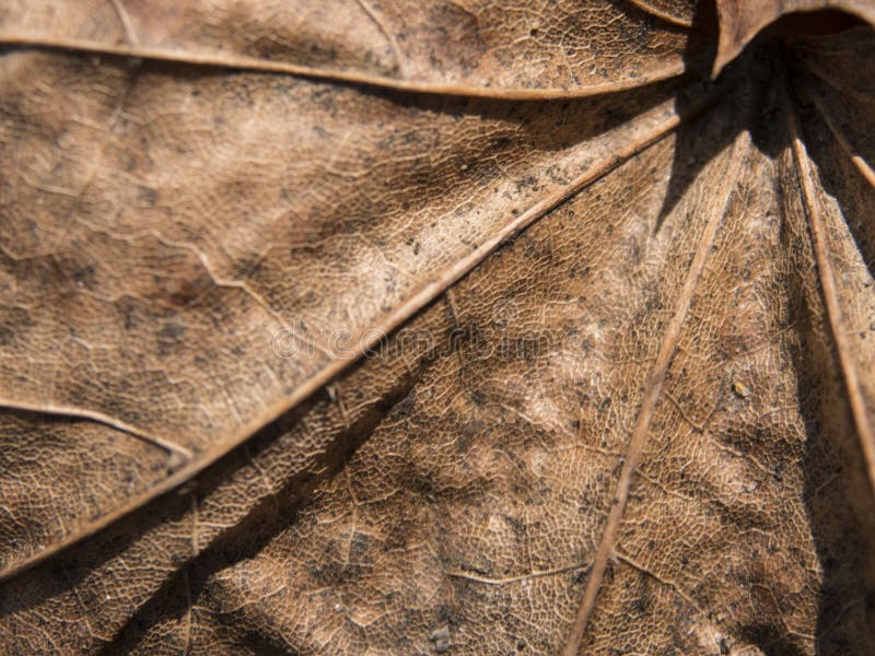 Single Yellow Maple Leaf on White Snow Top View Stock Photo - Image of ...