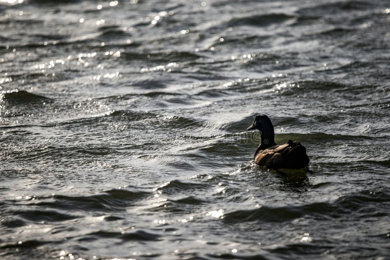 Single Duck Gliding Gracefully Across the Surface of a Tranquil Lake ...