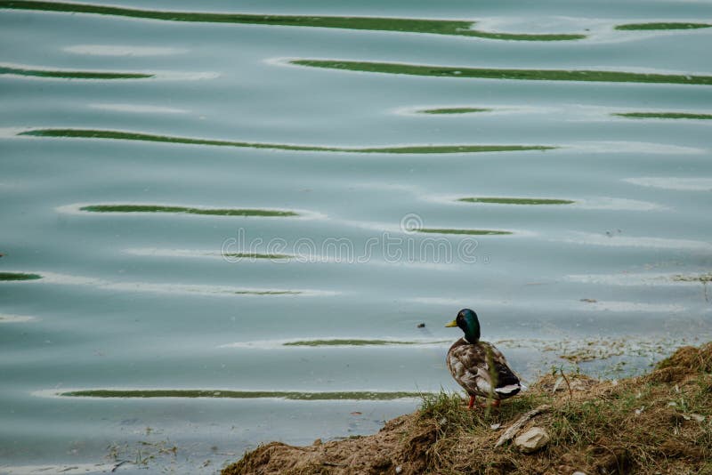 Single Duck Going To Swim in the Water Stock Photo - Image of lake ...