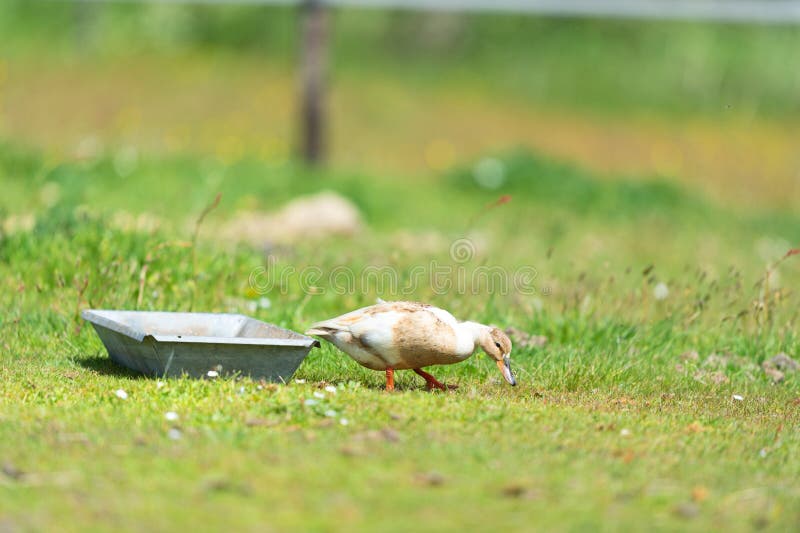 Single duck in grass stock photo. Image of wading, metal - 256739444