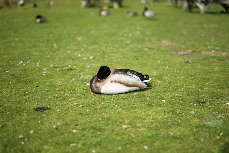Messy Duck White Stock Photos - Free & Royalty-Free Stock Photos from ...