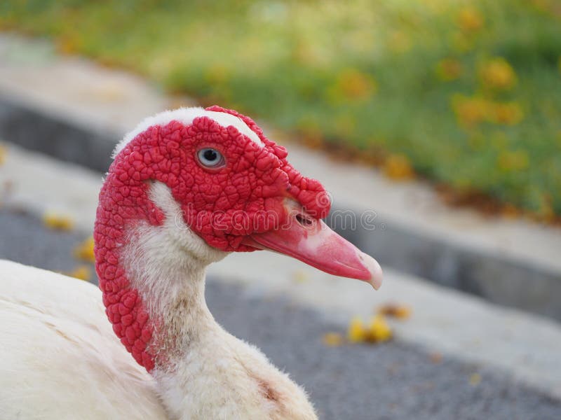 Single duck lone stock photo. Image of animal, bird, male - 91010642