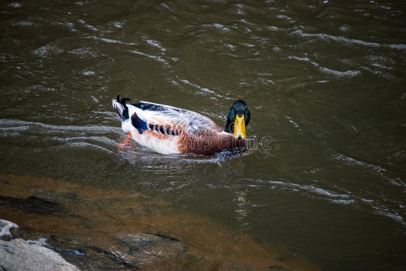 Single Duck Looking Directly into the Camera Stock Photo - Image of ...