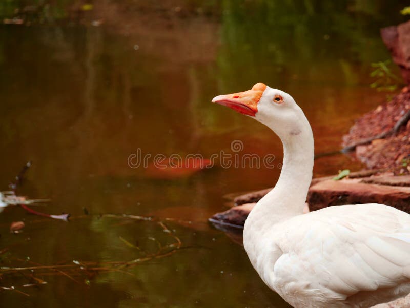 Single Duck Looking on Left Side at Beautiful Lake Water Stock Image ...