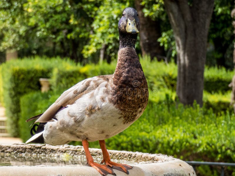 Single Duck in the Park in Seville Stock Photo - Image of leisure ...