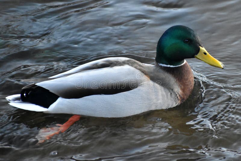 Single Duck in a River. Closeup Stock Image - Image of bird, river ...