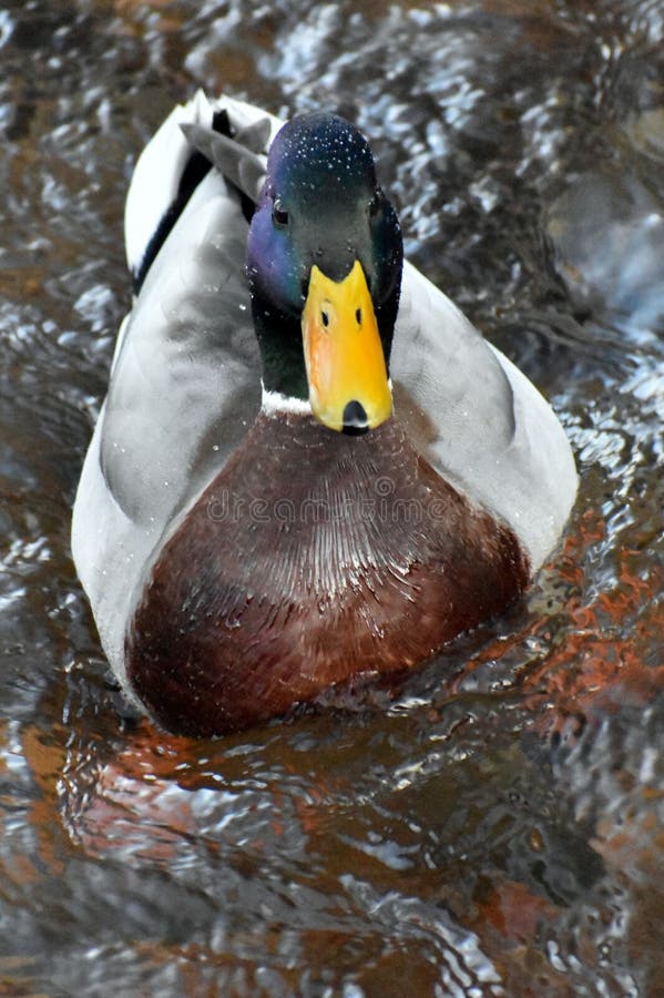 Single Duck in a River. Closeup Stock Image - Image of water, river ...
