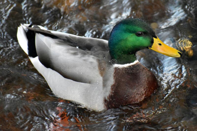 Single Duck in a River. Closeup Stock Photo - Image of closeup ...