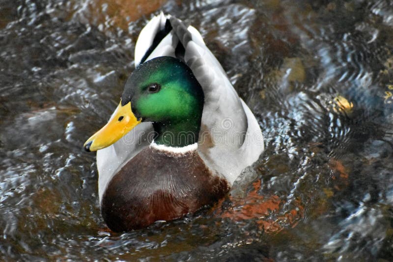 Single Duck in a River. Closeup Stock Image - Image of outdoor, nature ...