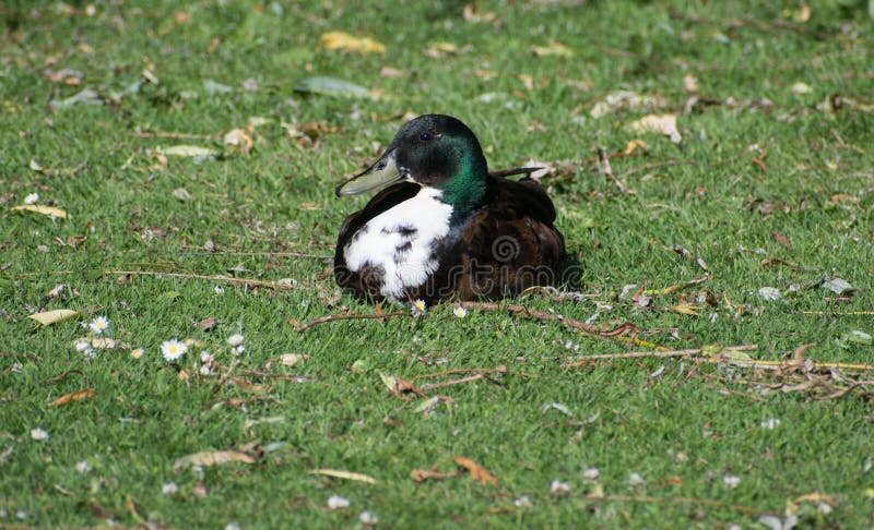 A Single Duck on Some Grass Surrounded by Feathers Stock Photo - Image ...