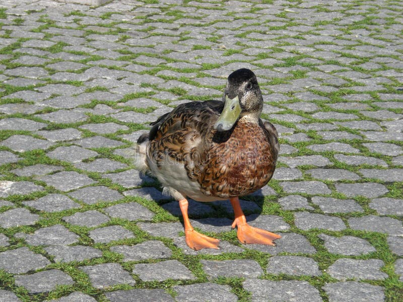 Single duck staring stock image. Image of camera, staring - 104393267