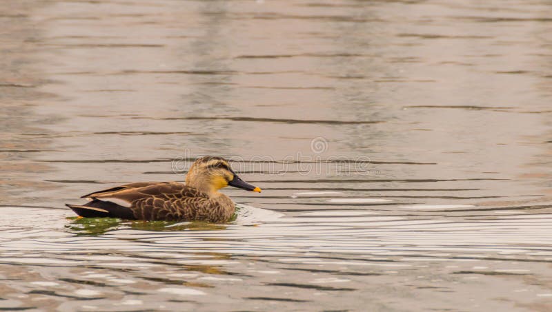 Single duck swimming alone stock image. Image of wildlife - 83301865