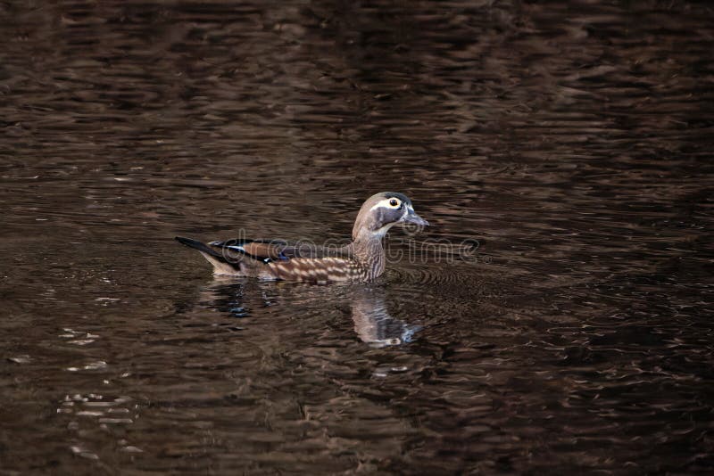 Single Duck Swimming in a Lake Stock Image - Image of swimming, look ...