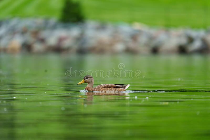 Single Duck Swimming in the River Stock Photo - Image of water, lake ...