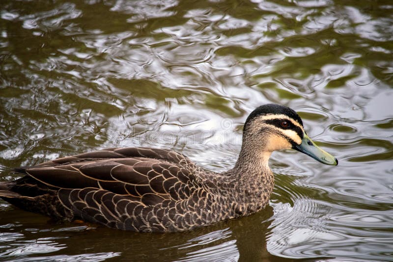 Single Duck Swimming in a River 3 Stock Image - Image of calm, basin ...