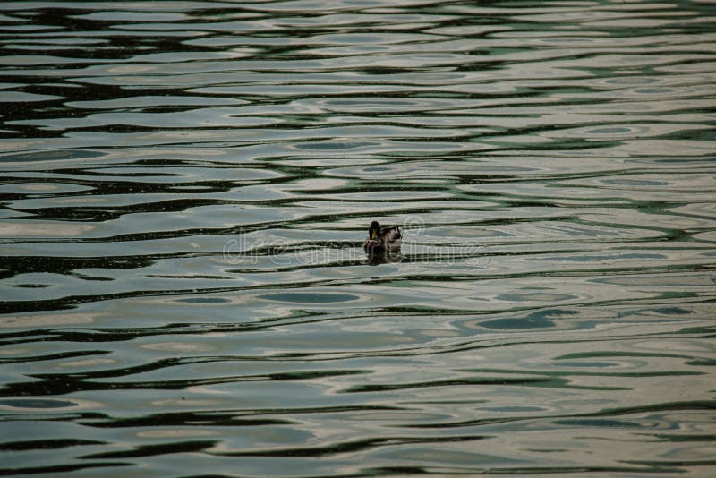 Single Duck Swimming in the Water Stock Photo - Image of lake, river ...