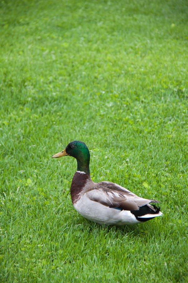 Single Duck Walking on Grass Stock Image - Image of copy, elegance ...
