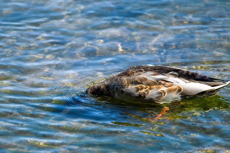 Single duck in a water stock image. Image of bird, animal - 258408179