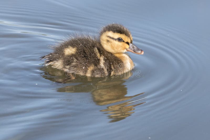 A Duckling on Southampton Common Stock Photo - Image of cute, single ...
