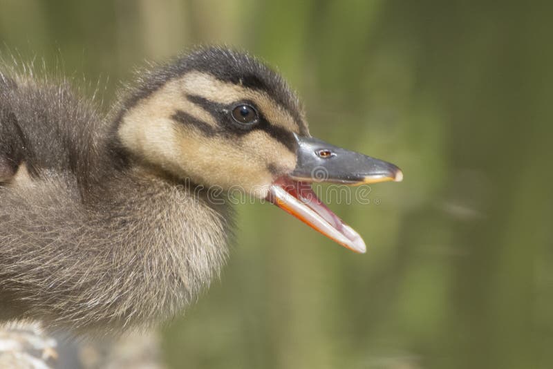 A Duckling on Southampton Common Stock Photo - Image of alone, small ...