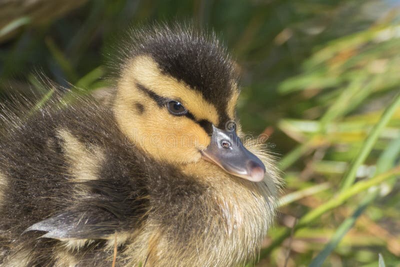 A Duckling on Southampton Common Stock Image - Image of alone, duckling ...