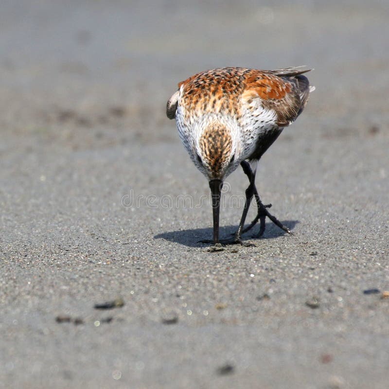 Single Dunlin Feeding stock photo. Image of wild, dunlin - 108285880