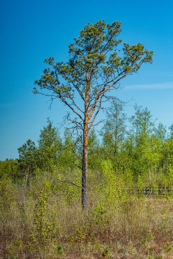 A Single Dwarf Pine on a Fen in Early Spring on a Sunny Day Stock Image ...