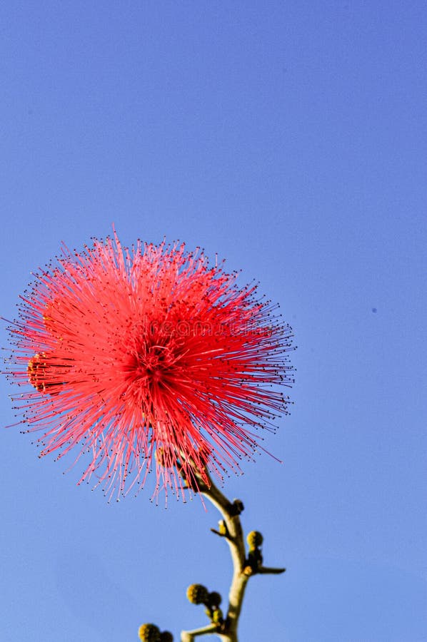 Single Dwarf Red Powder Puff Flower Stock Image - Image of growing ...