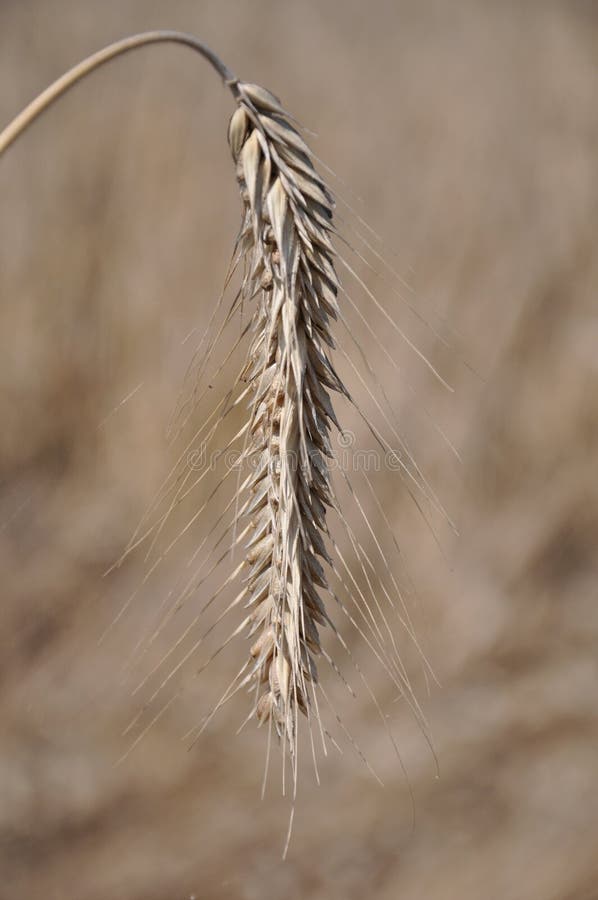 Single Barley (Hordeum Vulgare) Plant Stock Image - Image of cereal ...