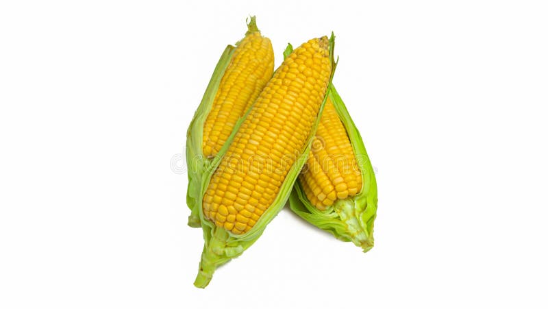 Single Ear of Corn with Green Leaves . Fresh Corn on Cob Isolated on ...