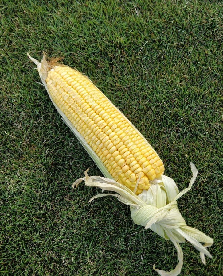 Corn Cut In Half, Close Up. Corn Grain Background. Field Corn Ears On A ...
