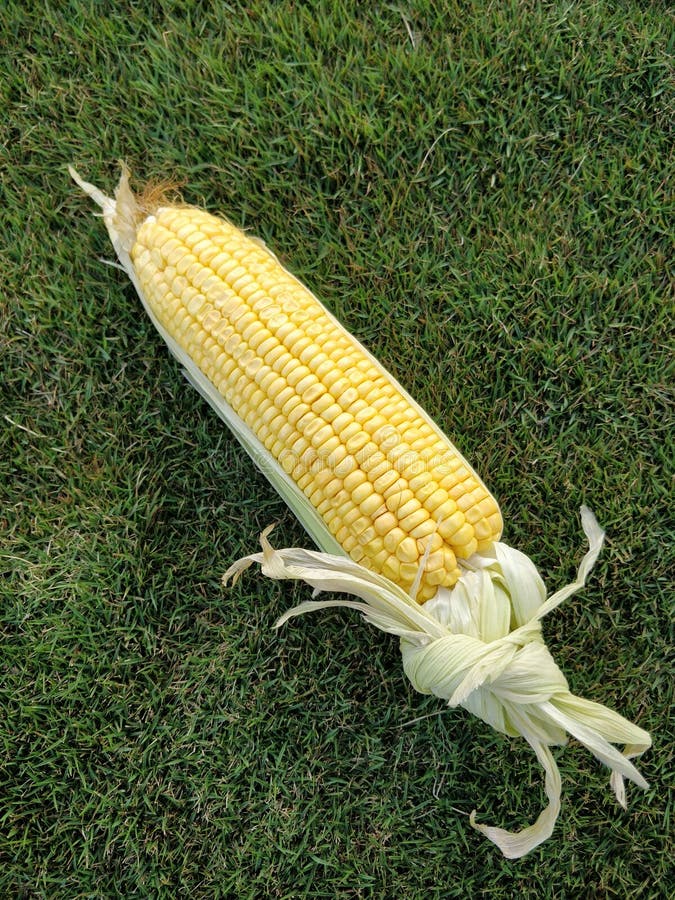 Single Ear of Corn Isolated with Half Husk on and Half Removed and ...