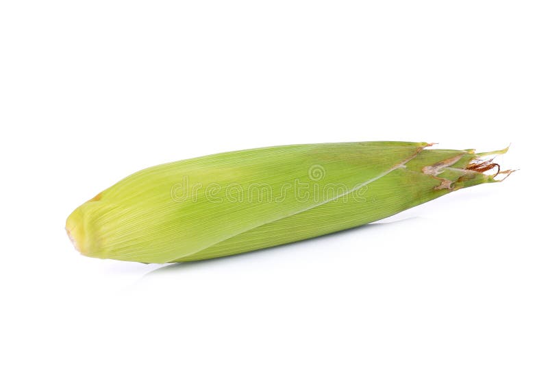 Ear of Corn isolated stock image. Image of grain, kernels - 28100353