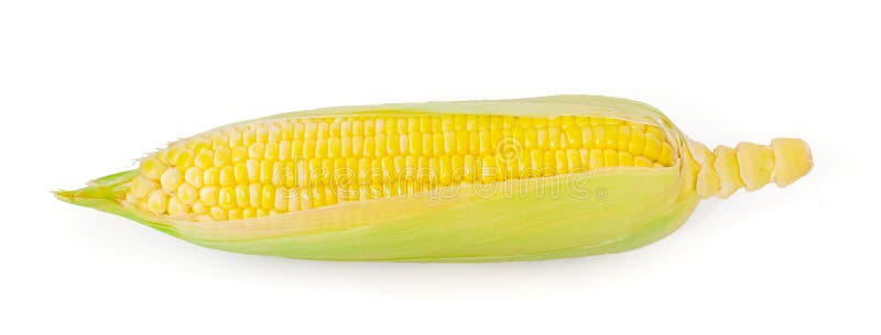 Single Ear of Corn Isolated on White Background Stock Photo - Image of ...